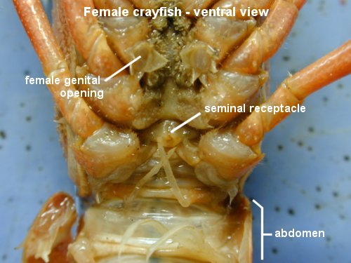 Crayfish Dissection